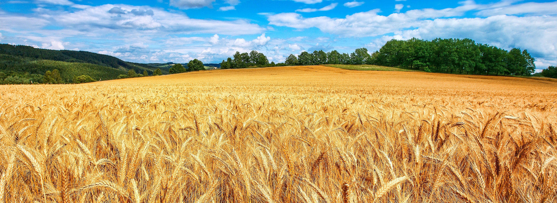 The sentinel of your crops - Scarybird